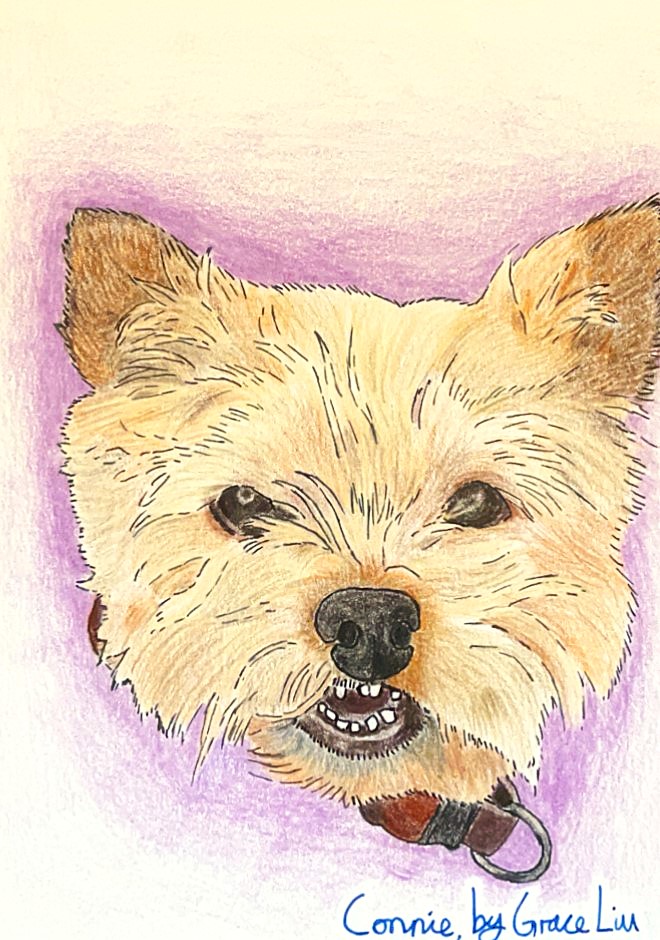Pet Portraits – Artistic Autistic Grace
